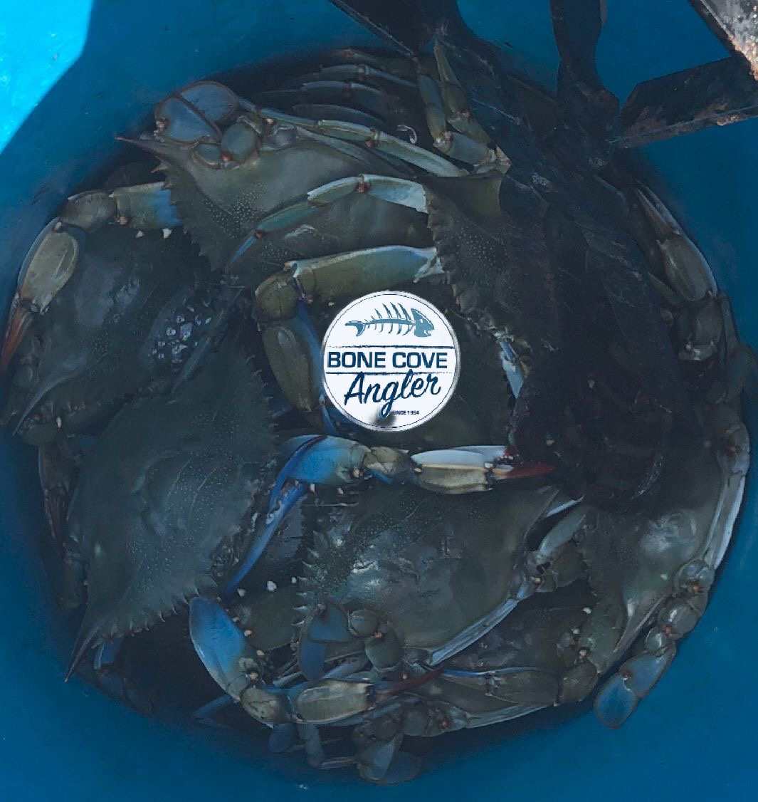 Blue Claw Invasion… – Bone Cove Angler