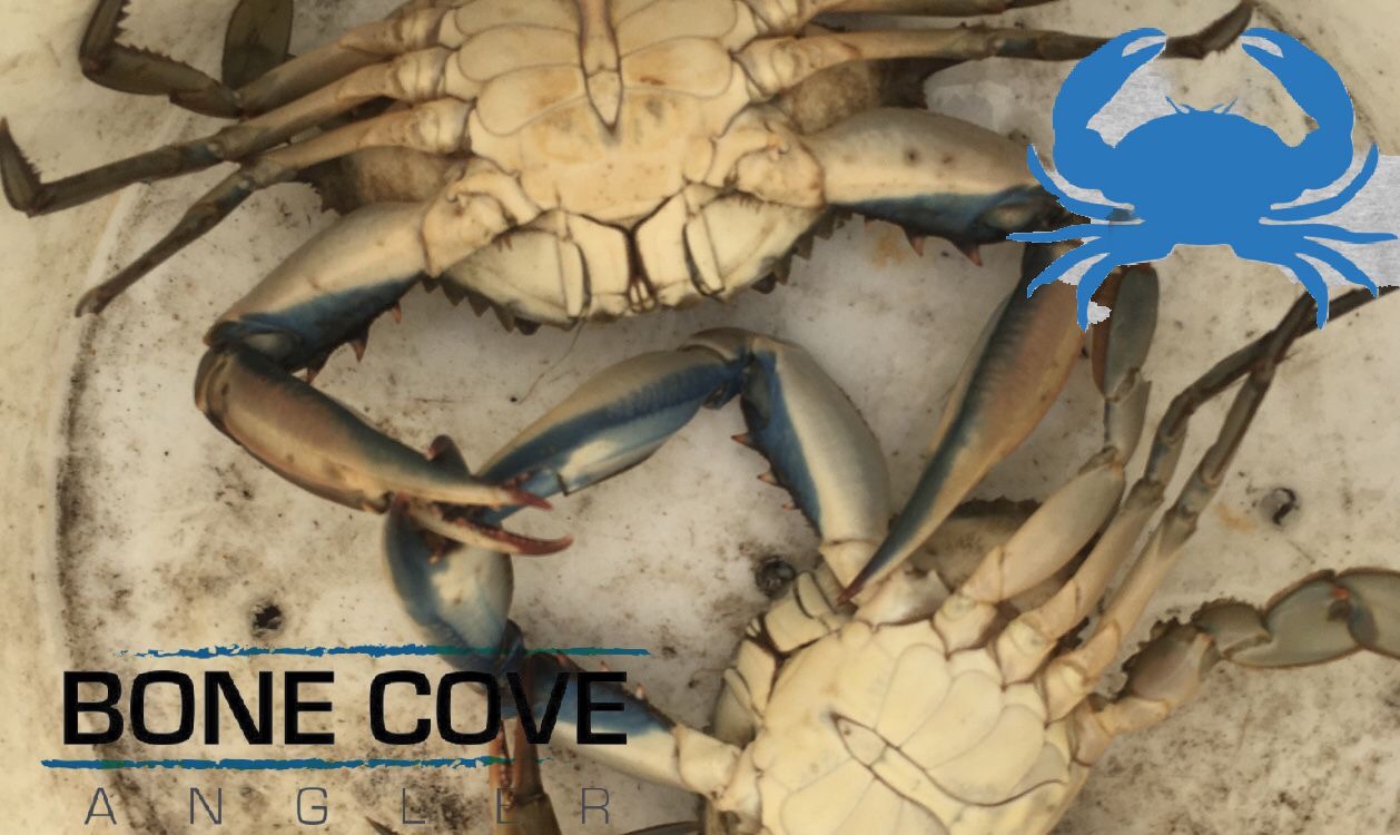 Ohhh… We got crabs again! – Bone Cove Angler